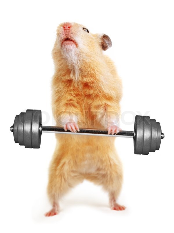Hamster med bar isoleret på hvidt | stock foto | Colourbox