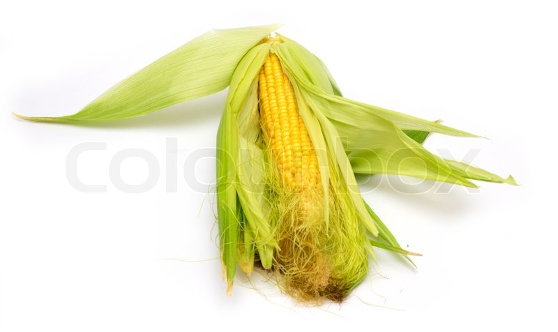 Corn on a white background | Stock image | Colourbox