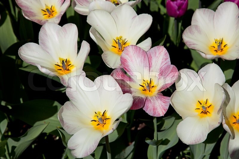 Frische blühenden Tulpen im Frühling ... | Stock Bild | Colourbox