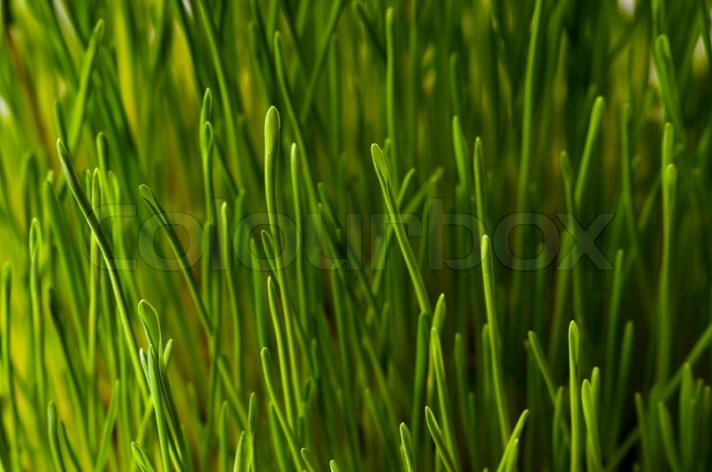 Bush of grass | Stock image | Colourbox