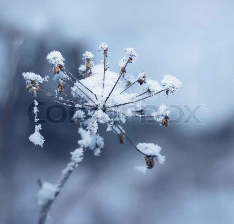Snow covered frozen flower | Stock image | Colourbox