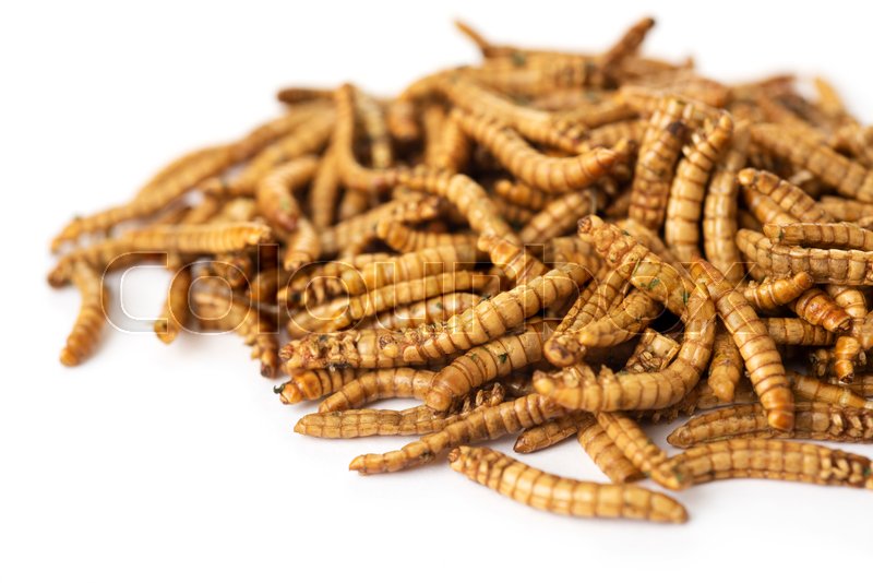 Fried worms seasoned with garlic and ... | Stock image | Colourbox