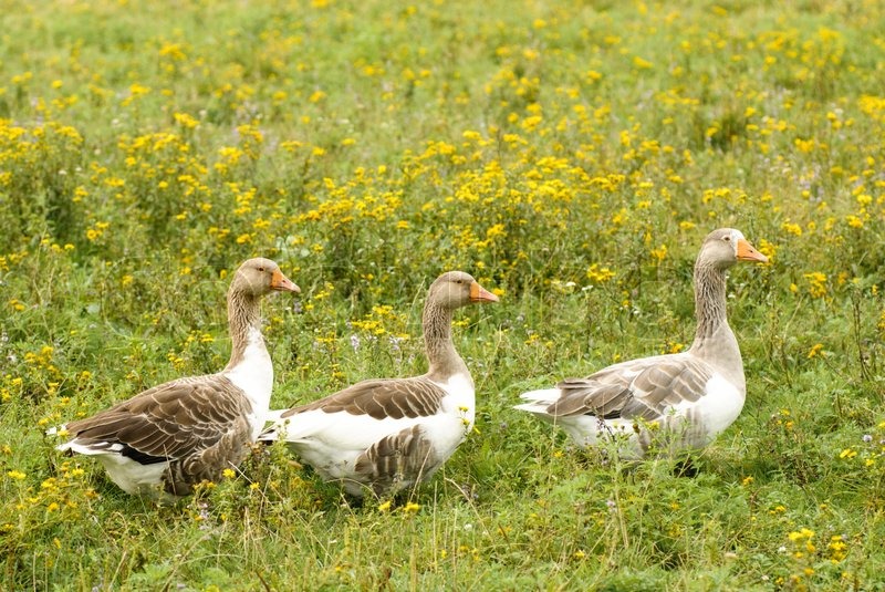 Gänse weiden auf der Wiese , in der ... | Stock Bild | Colourbox
