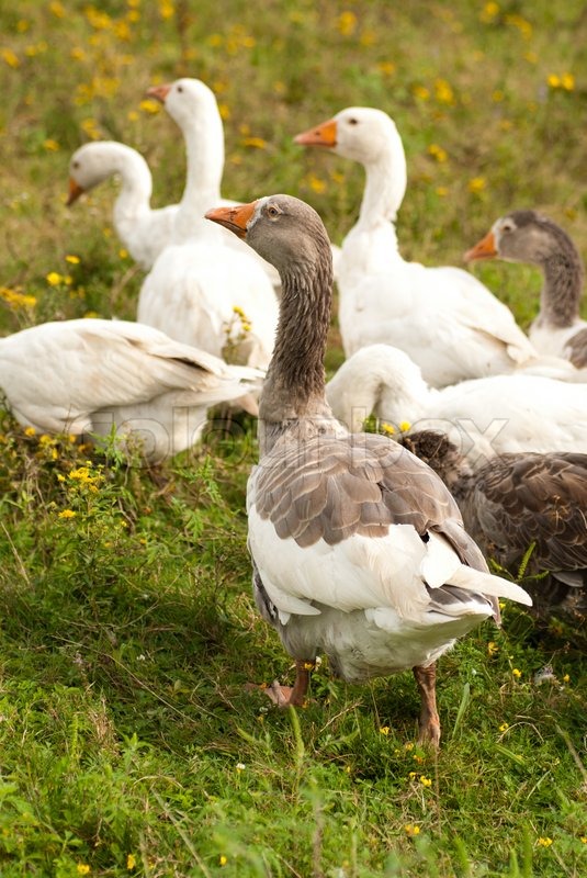 Gänse weiden auf der Wiese , in der ... | Stock Bild | Colourbox