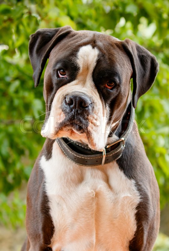 Dog Boxer Black