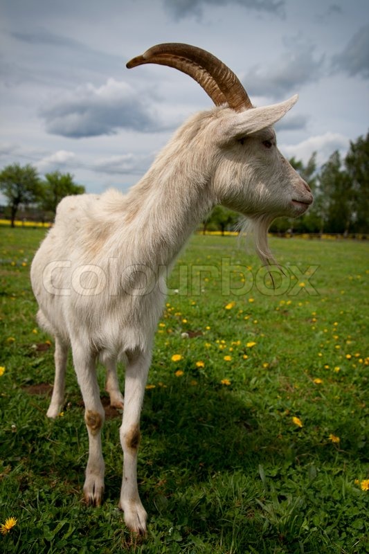 Geder på ged farm | Stock foto | Colourbox