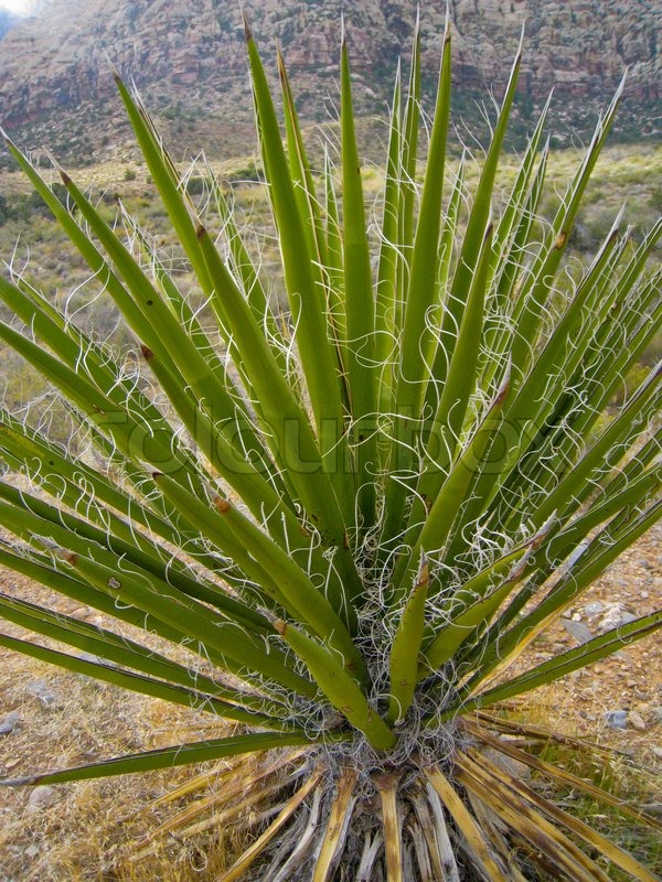 Close-up of cactus in desert of Nevada, ... | Stock image | Colourbox