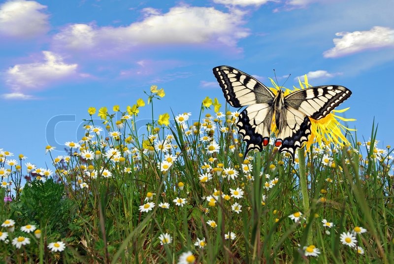 Field Of Butterflies
