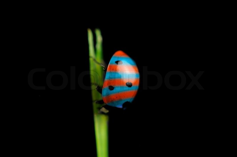Bizarre Striped Ladybird Ladybug on ... | Stock image | Colourbox