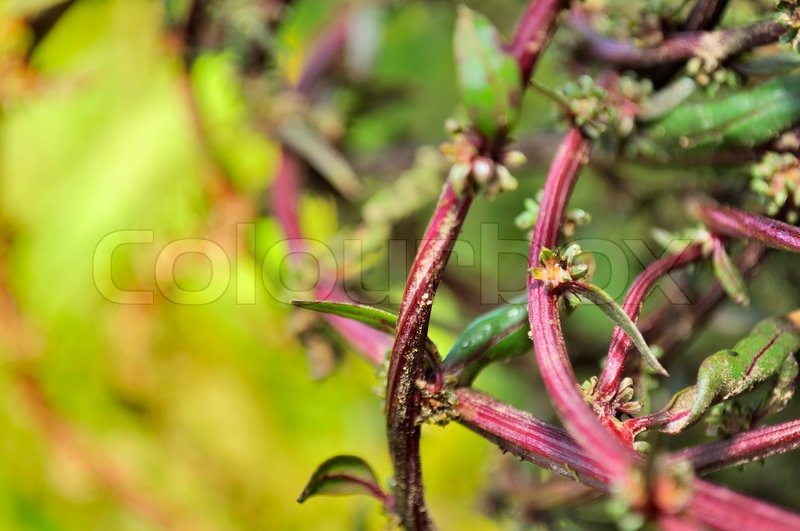 Beetroot Plant Flower
