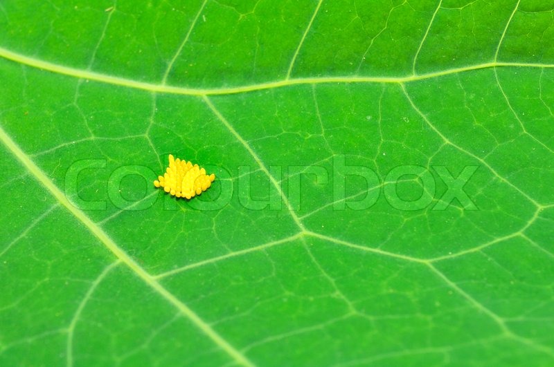 Yellow Insect Eggs on Green Leaf | Stock image | Colourbox