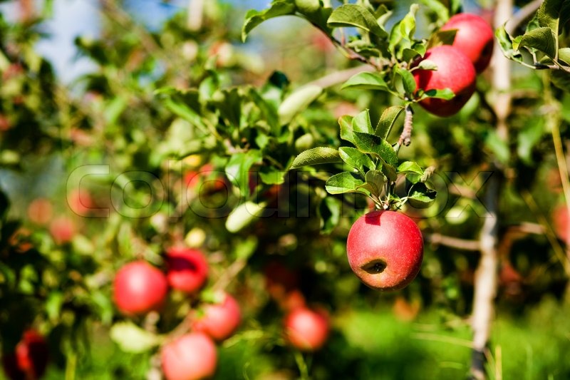Ein Bild von frischen reifen Äpfel am ... | Stock Bild | Colourbox