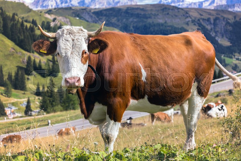 Italian Cow