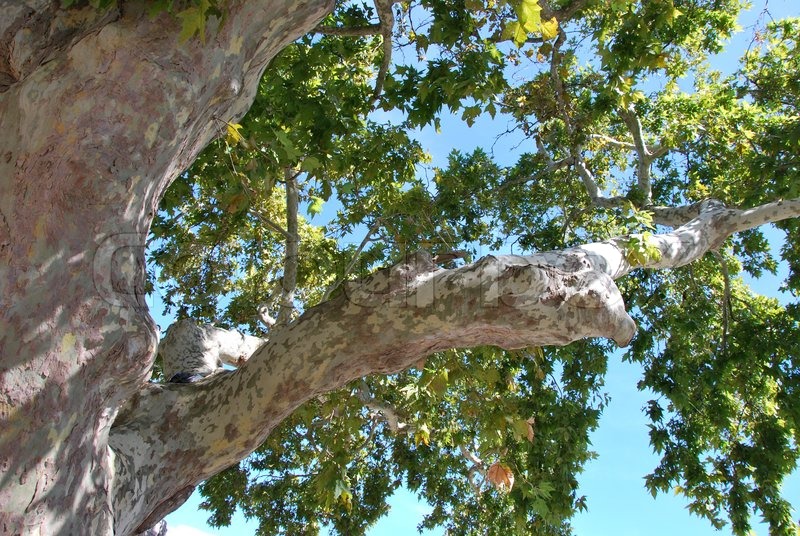 Old big tree close up from the ground | Stock image | Colourbox