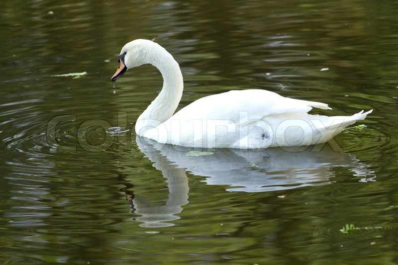Weißer Schwan im Wasser mit Reflexionen | Stock Bild | Colourbox
