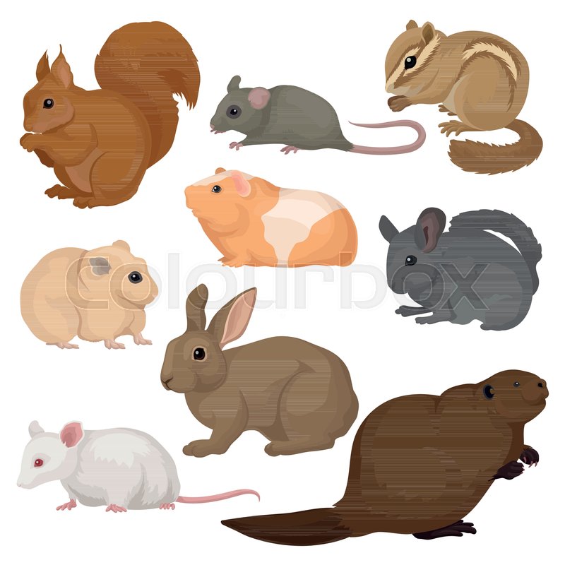 Cartoon Rodents Animals Vector Set Illustrations