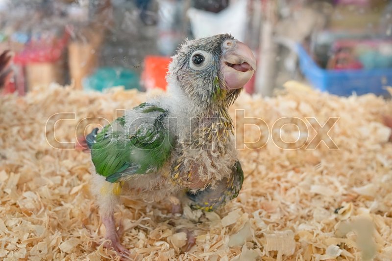 Baby Conure Bird