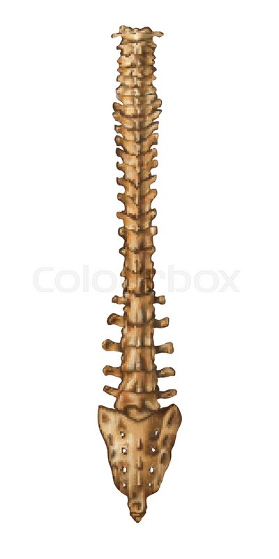 Real Skeleton Spine