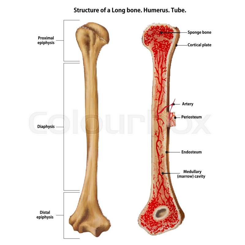 Humerus: Anatomy, Bone Markings, Labeled Diagrams – UPQUZQ
