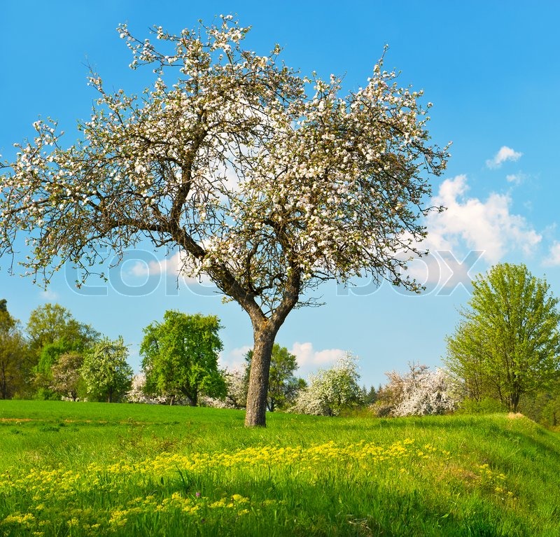Blooming apple tree on cloudy blue sky ... | Stock Photo | Colourbox