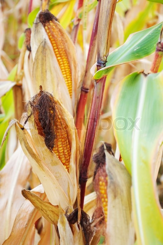 Corn On The Cob growing on the plant | Stock image | Colourbox
