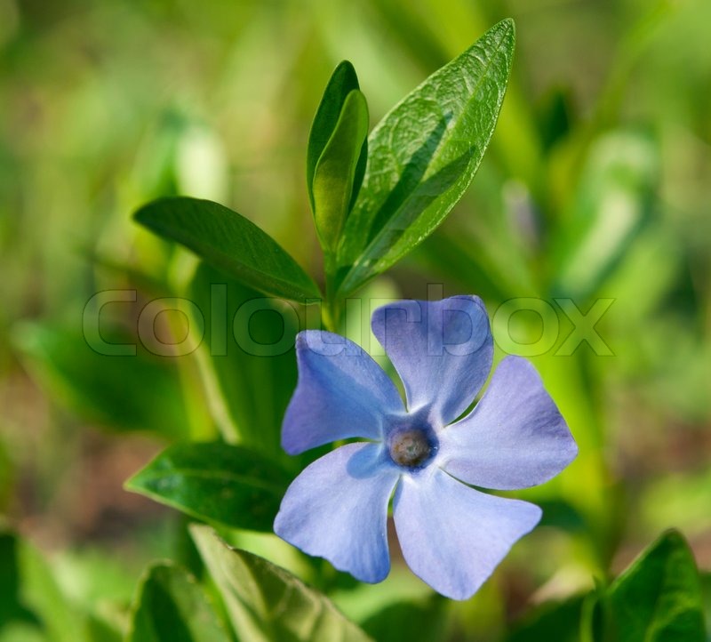 Periwinkle growing in the meadow | Stock Photo | Colourbox