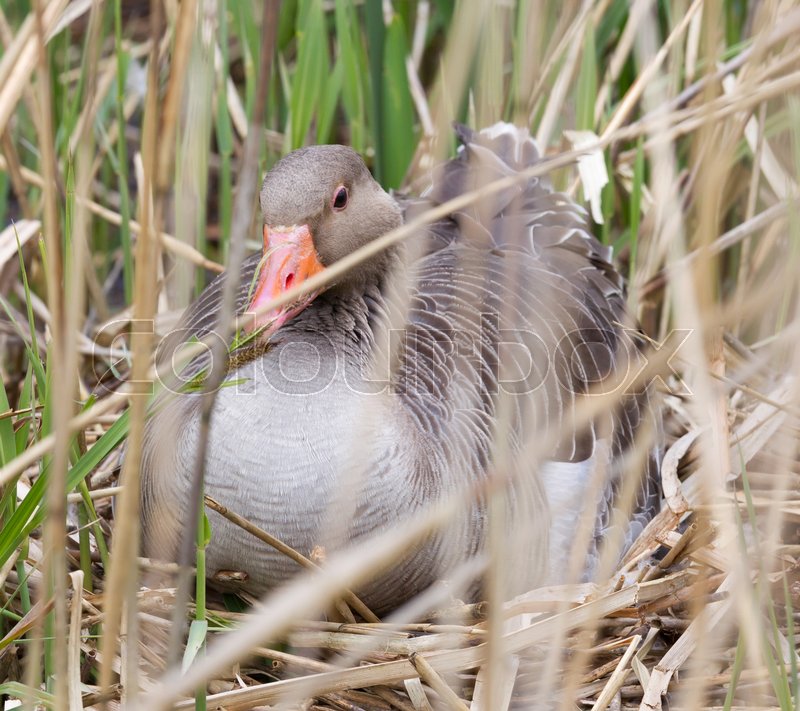 Greylag Goose Nest