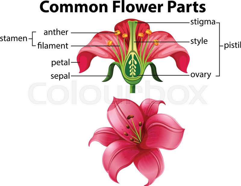 Science of Common Flower Parts illustration | Stock Vector | Colourbox