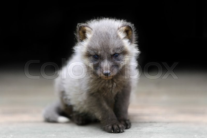 Close up baby silver fox | Stock Photo | Colourbox