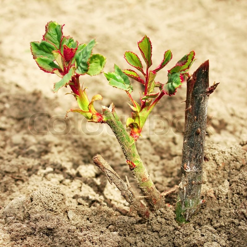 Rose sprouts grow on bushes planted in ... | Stock image | Colourbox