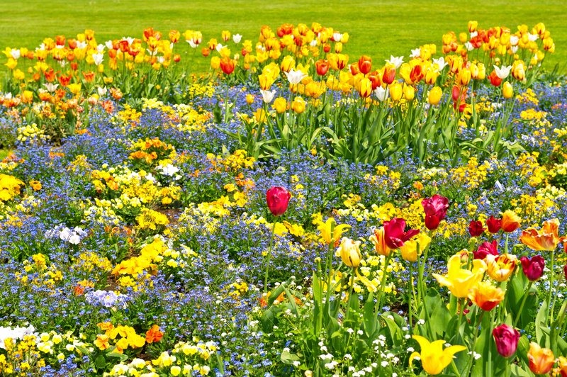 Bunte Tulpen am Blumenbeet. im freien ... | Stock Bild | Colourbox