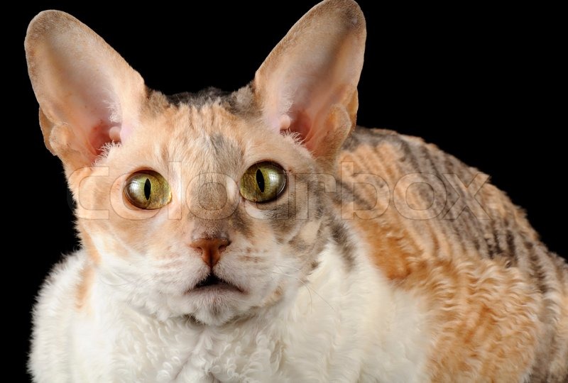 Portrait of Calico Cornish Rex Cat on ... | Stock image | Colourbox
