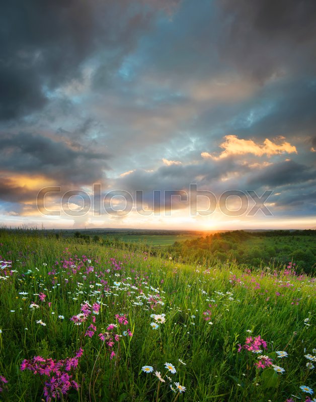 Field Of Flowers Mountains Sunrise