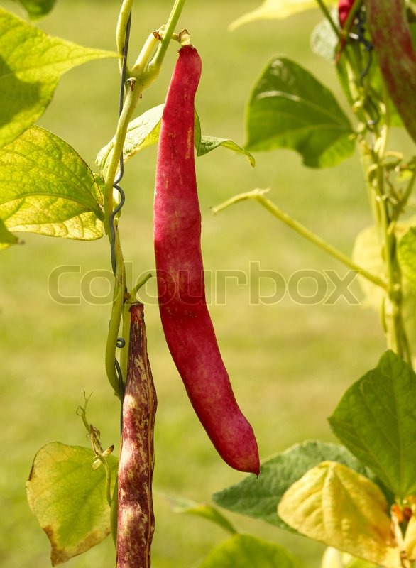 Red bean pod in sunny illuminated ... | Stock image | Colourbox