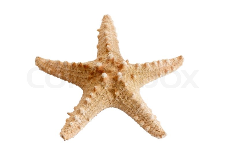 An image of isolated seashell-star | Stock image | Colourbox