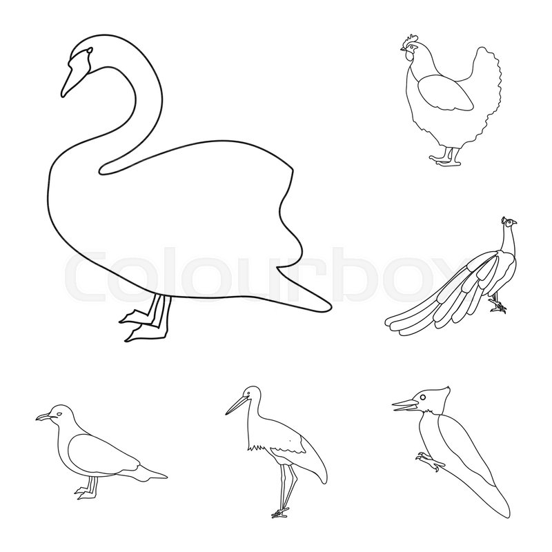 Types of birds outline icons in set ... | Stock vector | Colourbox