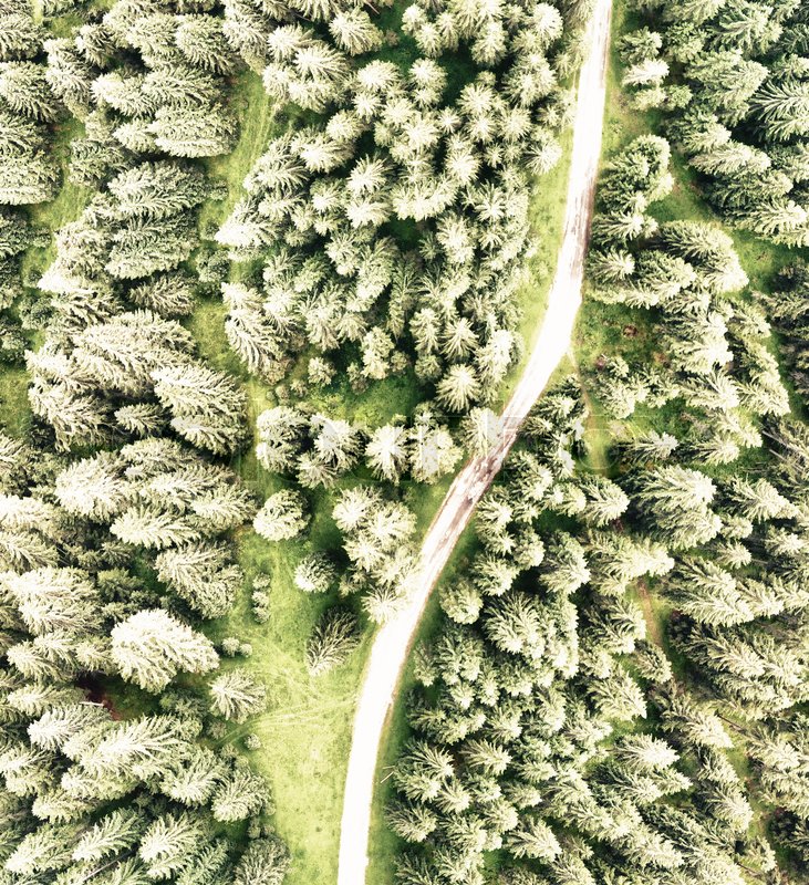 Overhead downward aerial view of forest ... | Stock image | Colourbox