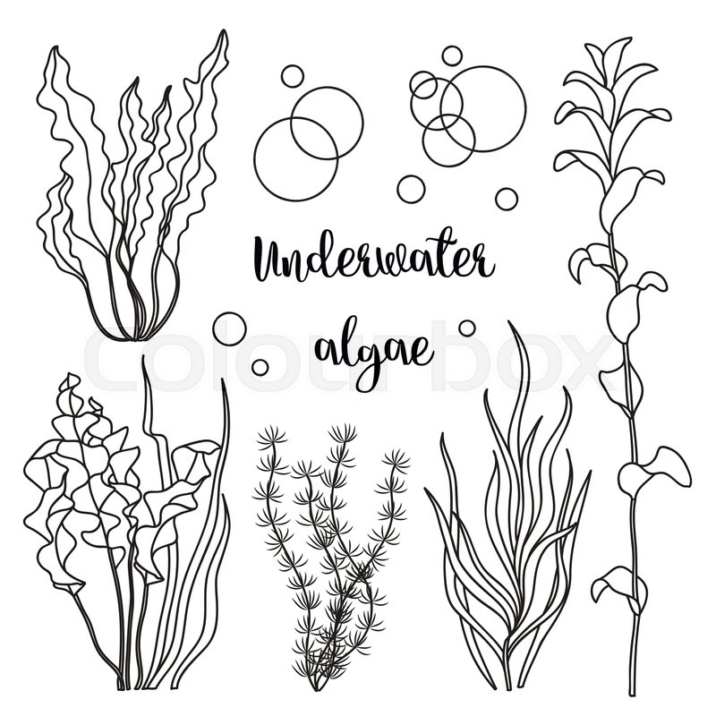 Ocean Flowers Drawings