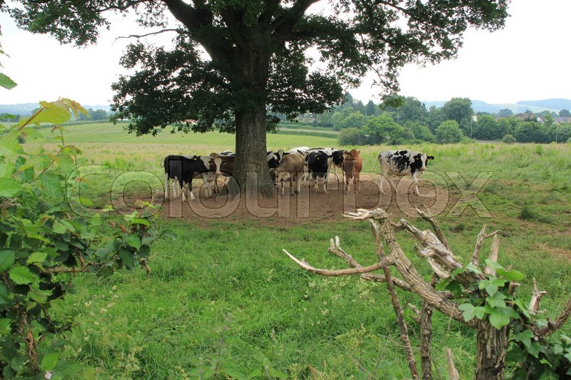 Many cows under the tree in the pasture ... | Stock image | Colourbox