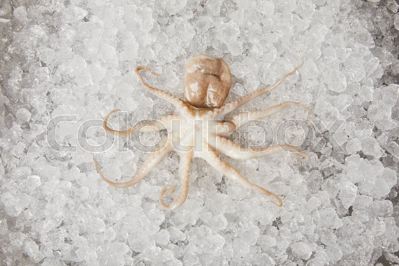 Top view of raw octopus on crushed ice | Stock image | Colourbox