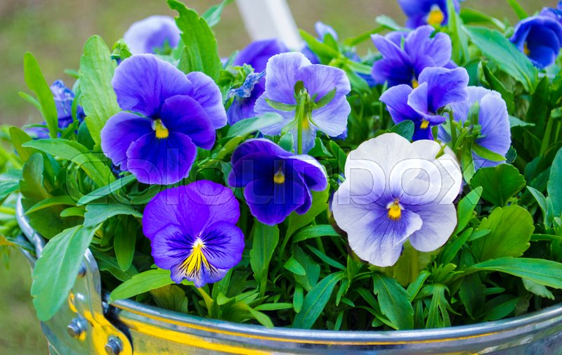 Blue Pansy Flower