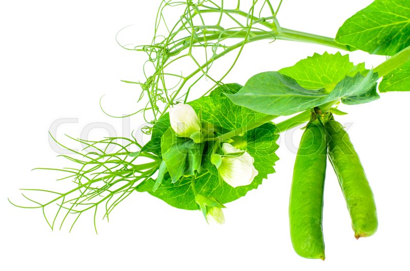 Branch of green peas with leaves and ... | Stock image | Colourbox