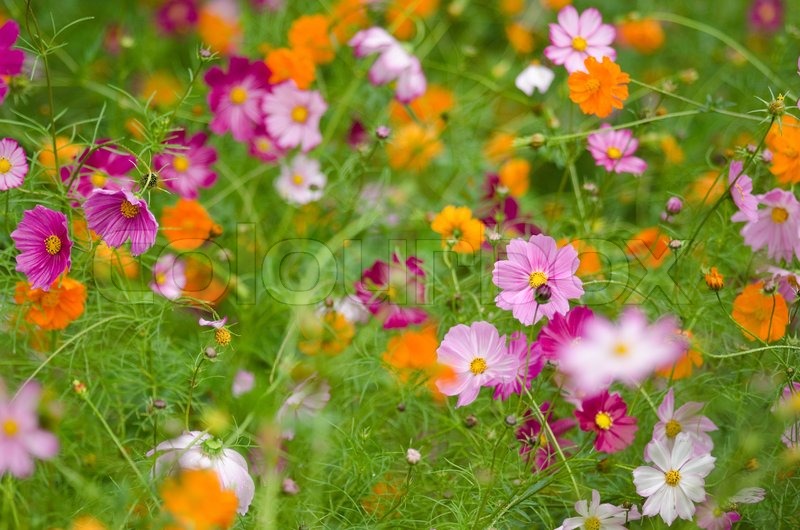 A field of cosmos flowers | Stock image | Colourbox