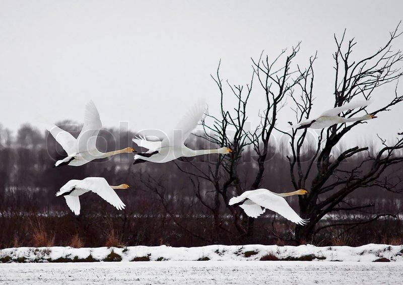 Svaner | Stock foto | Colourbox