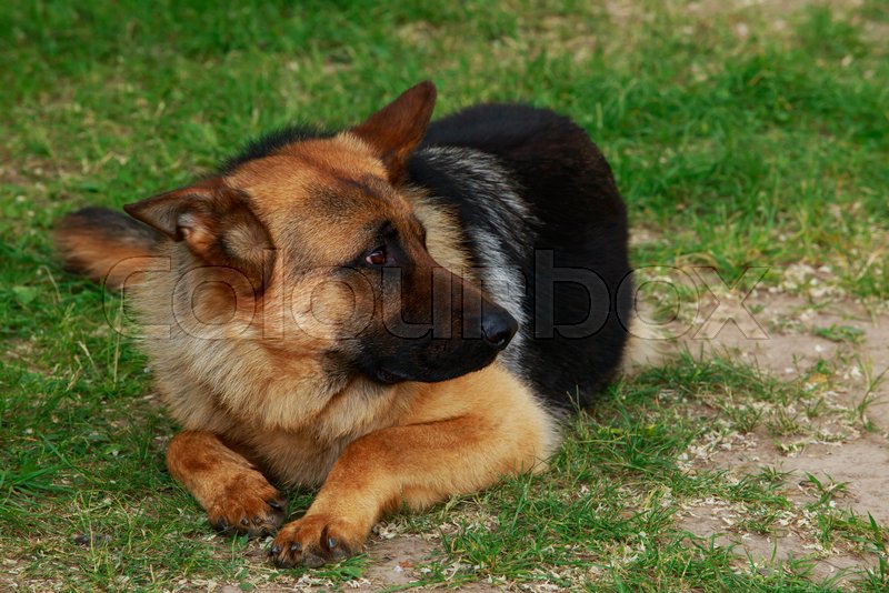 Dog breed German Shepherd on the green ... | Stock image | Colourbox