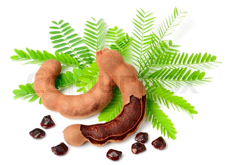 Fresh tamarind fruits and leaves ... | Stock image | Colourbox