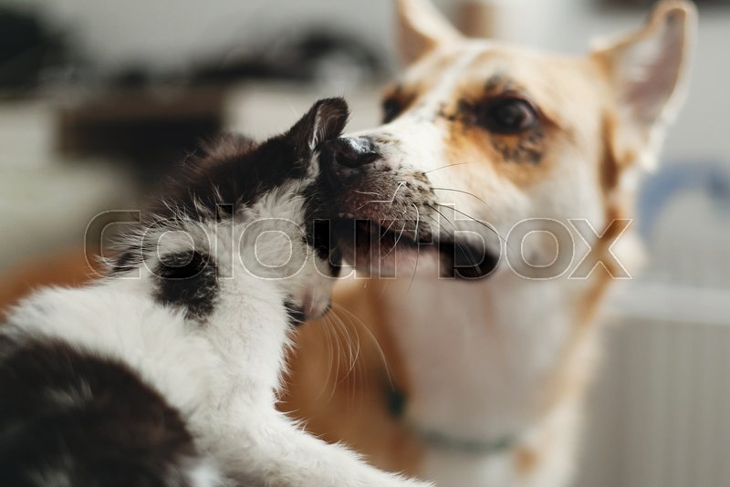 Funny Animal Meeting