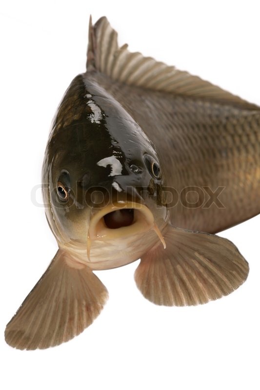 Carp has tasty dietary meat. Fishing ... | Stock image | Colourbox
