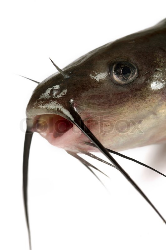 Channel catfish isolated on a white ... | Stock image | Colourbox