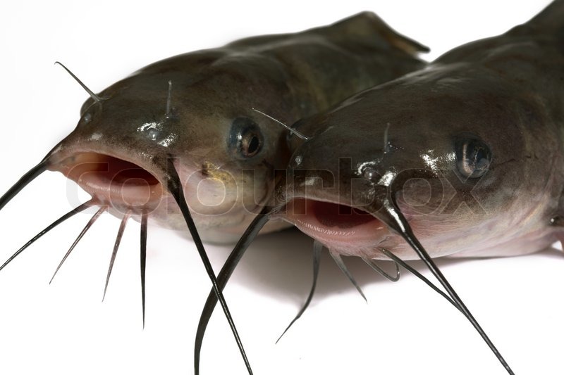 Channel catfish isolated on a white ... | Stock image | Colourbox